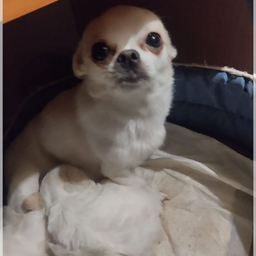 Щенки чихуахуа длинношерстные