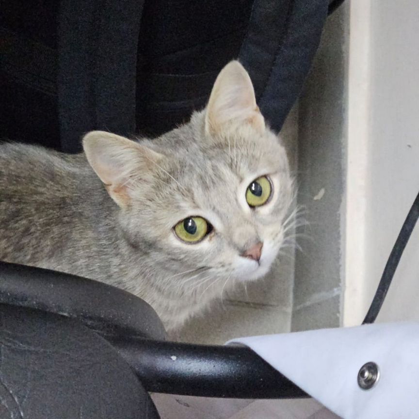 Кошка в дар