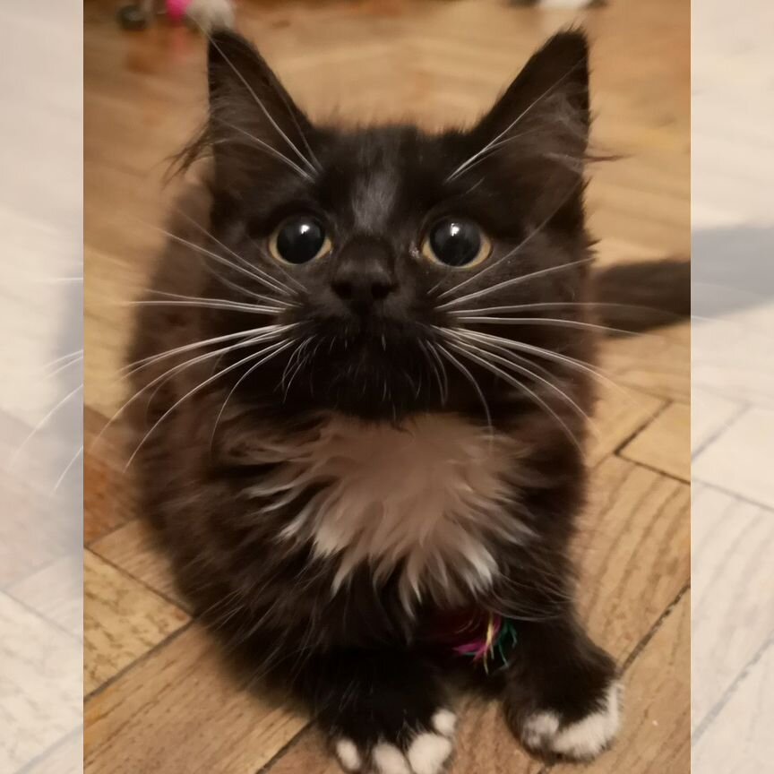 Очаровательная Черника, котенок в добрые руки