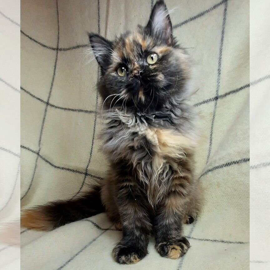 Шотландский прямоухий длинношёрстный котёнок