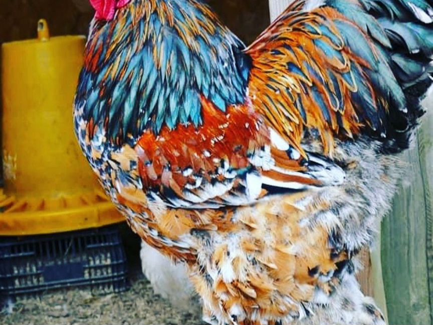 Инкубационное яйцо Брамы