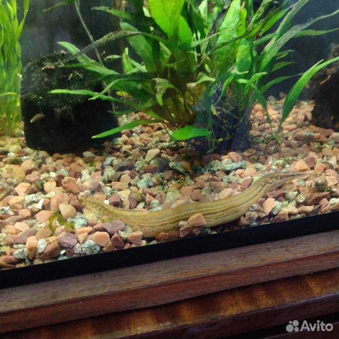 Продам два мастецембела