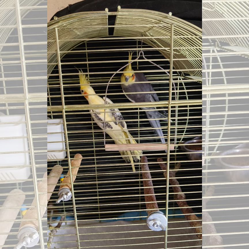 Сформировавшаяся пара корелл