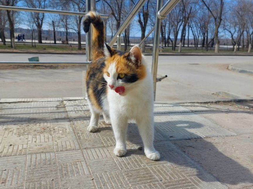 Беременная кошечка