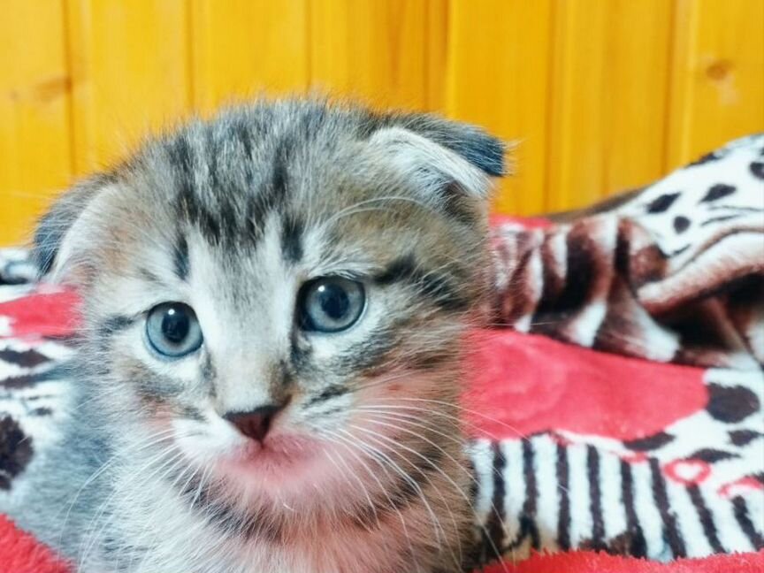 Котятки от вислоухой кошечки