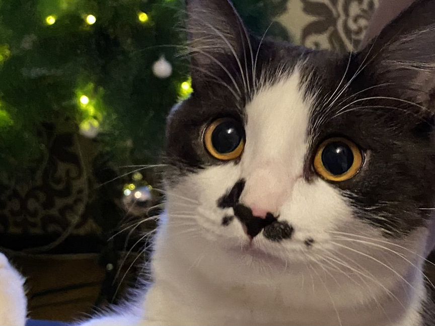 Кот в добрые руки