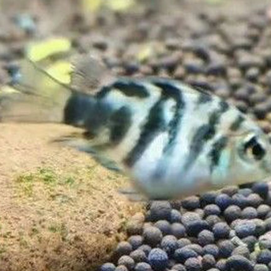 Мальки сапфировых попугаев