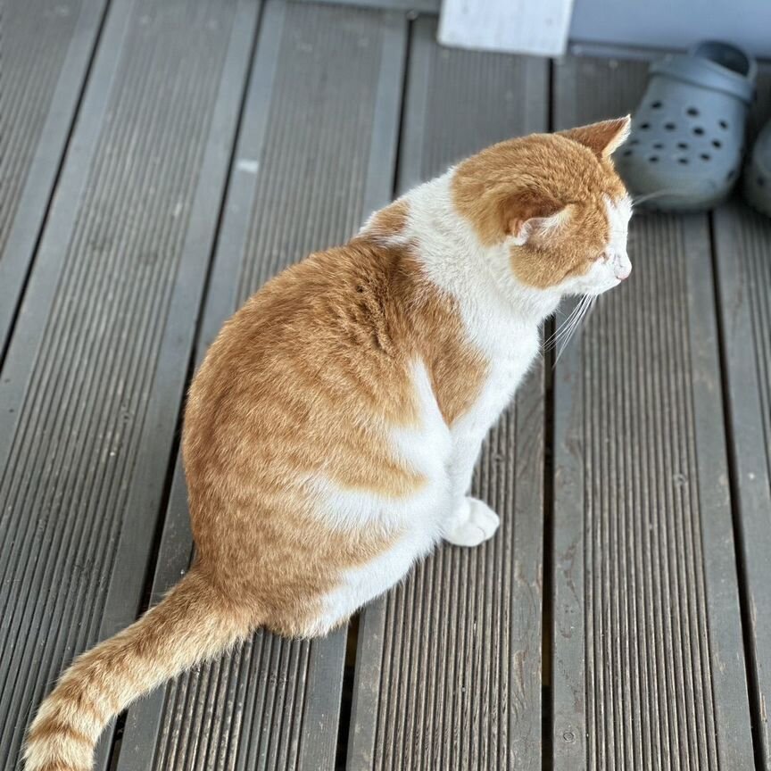 Котик в добрые руки