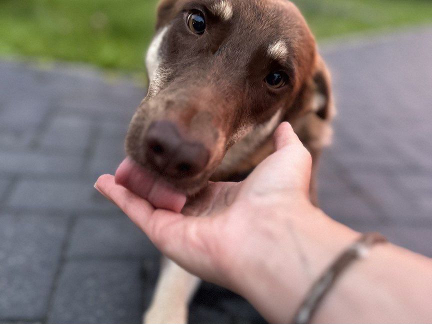 Метис хаски