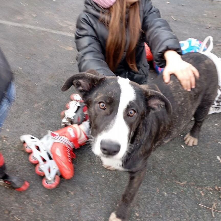 Бордер-колли, щенок