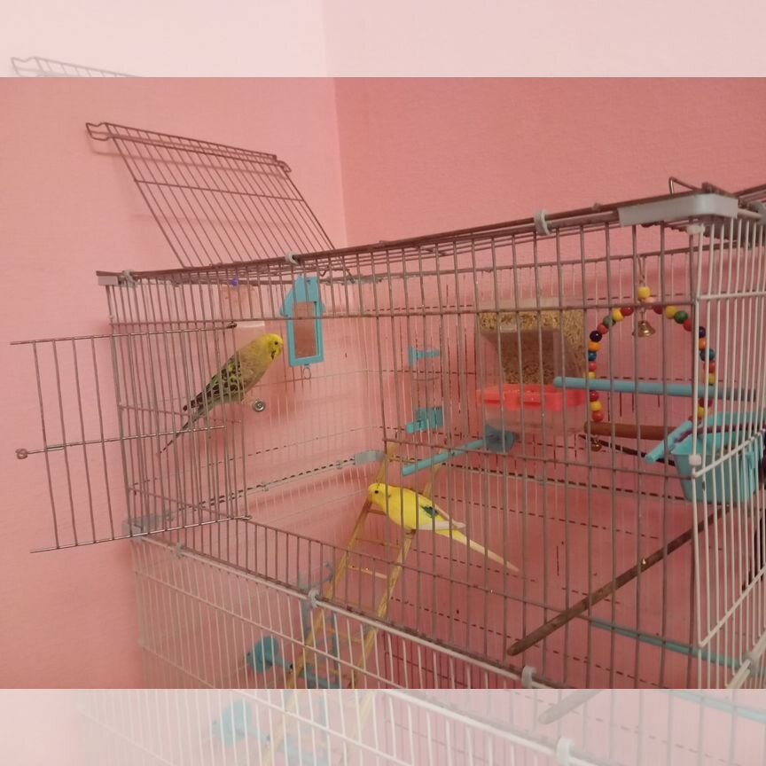 Волнистый попугай