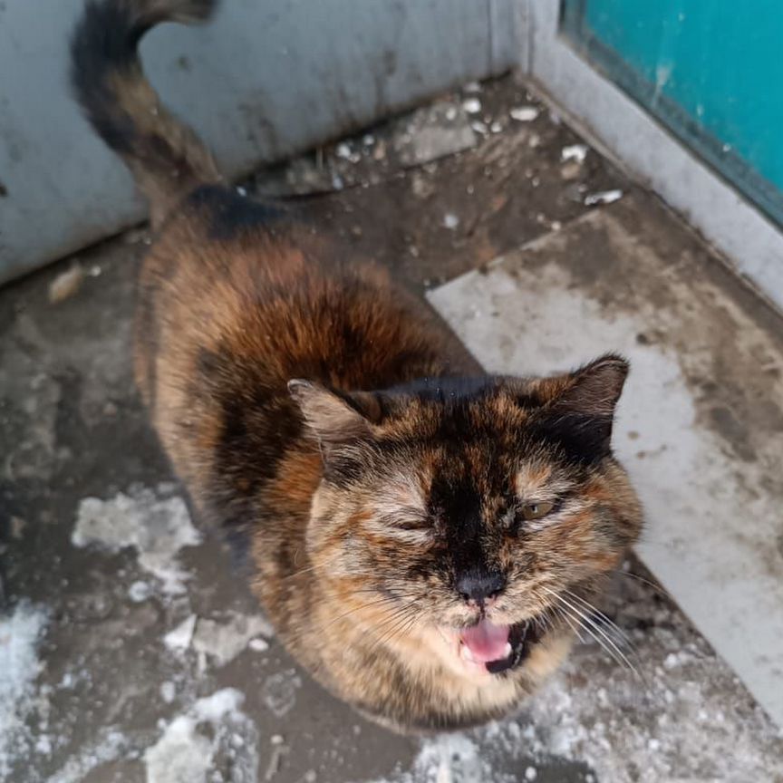 Кошка уличная