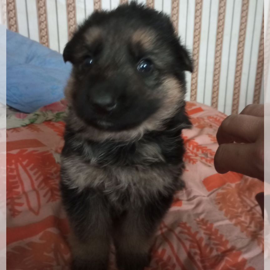 Щенки немецкой овчарки