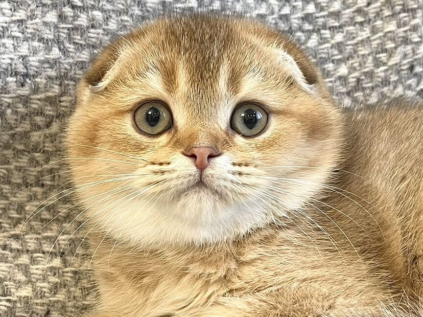 Элитный Фолд кот