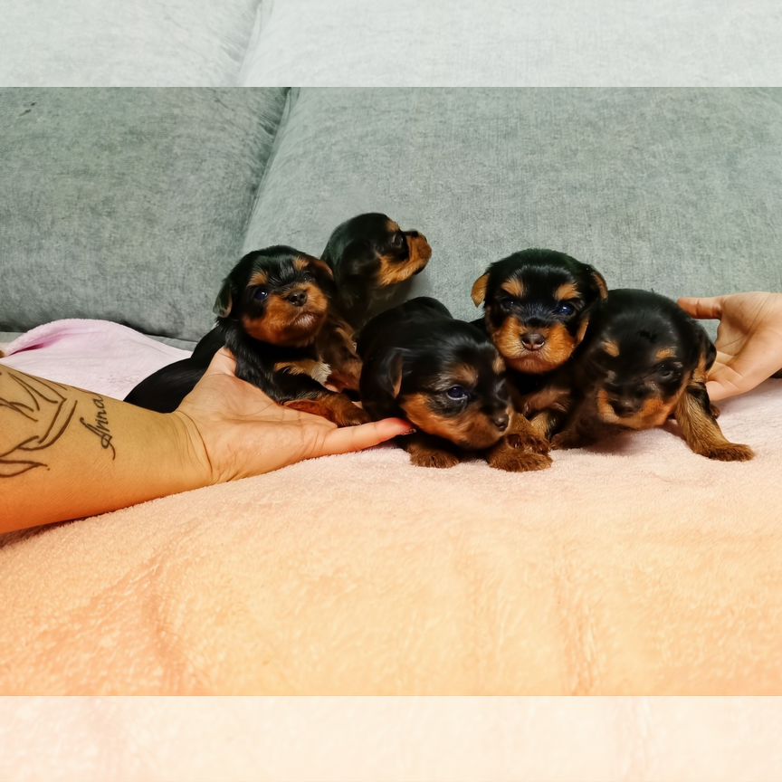 Йоркширский терьер, щенок