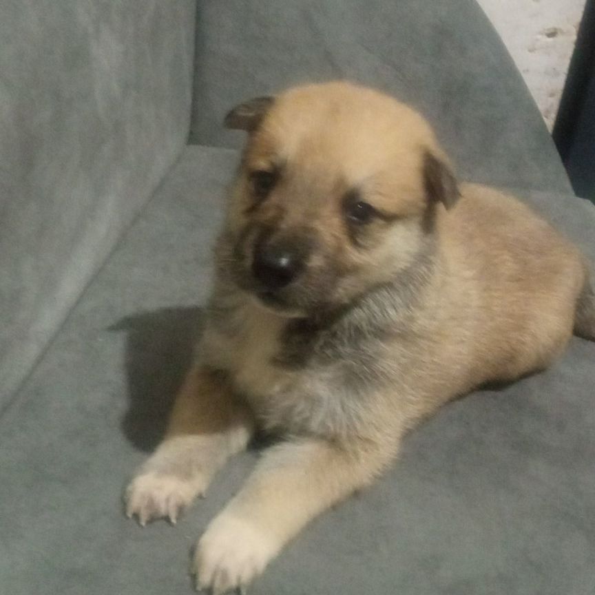 Щенки в хорошие руки