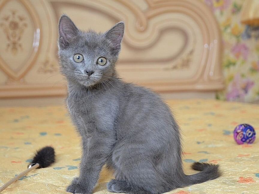 Малышка Тина ищет дом