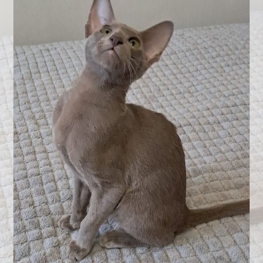Ориентальный котёнок