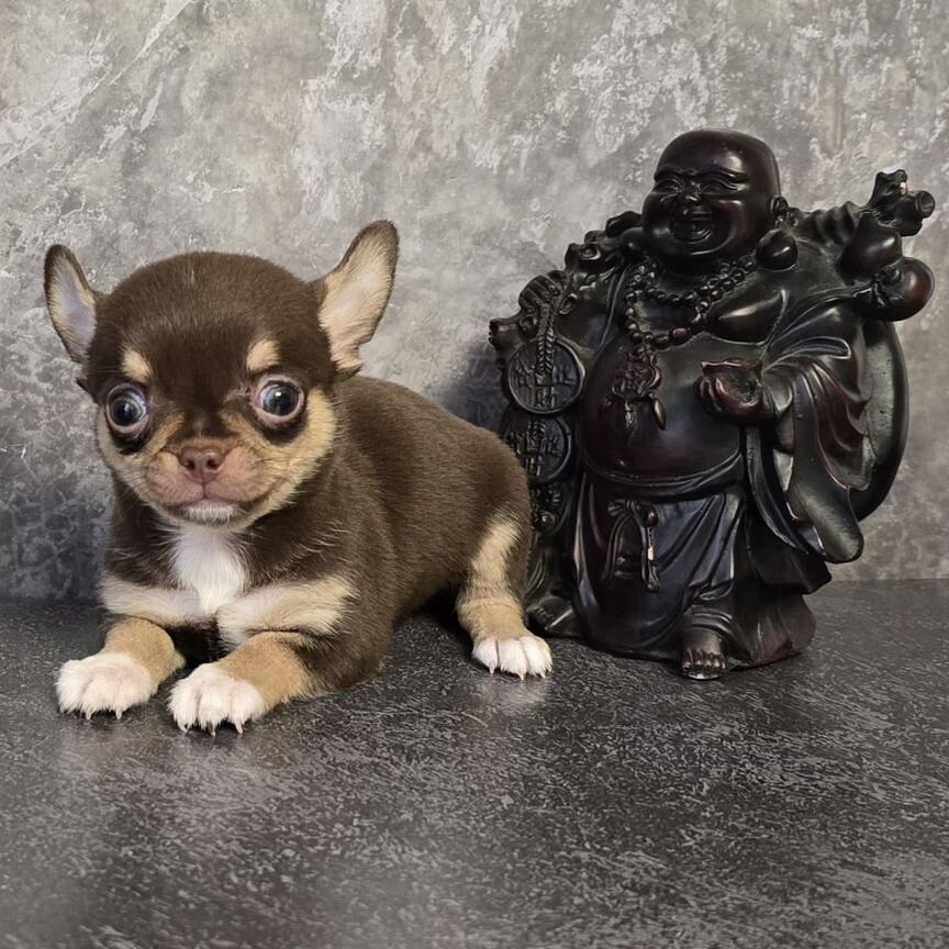 Чихуахуа, щенок