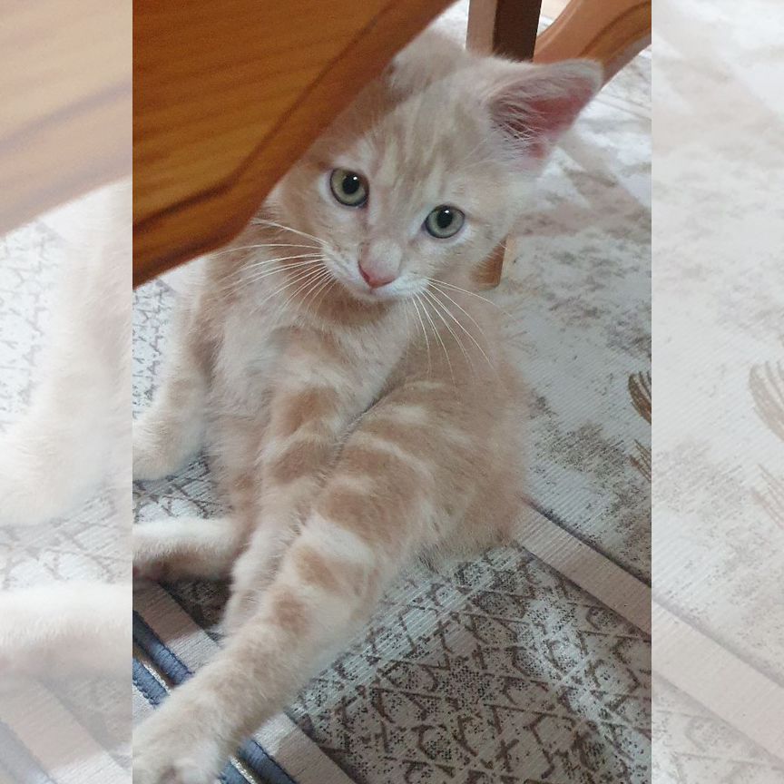 Курильский бобтейл короткошёрстный котёнок