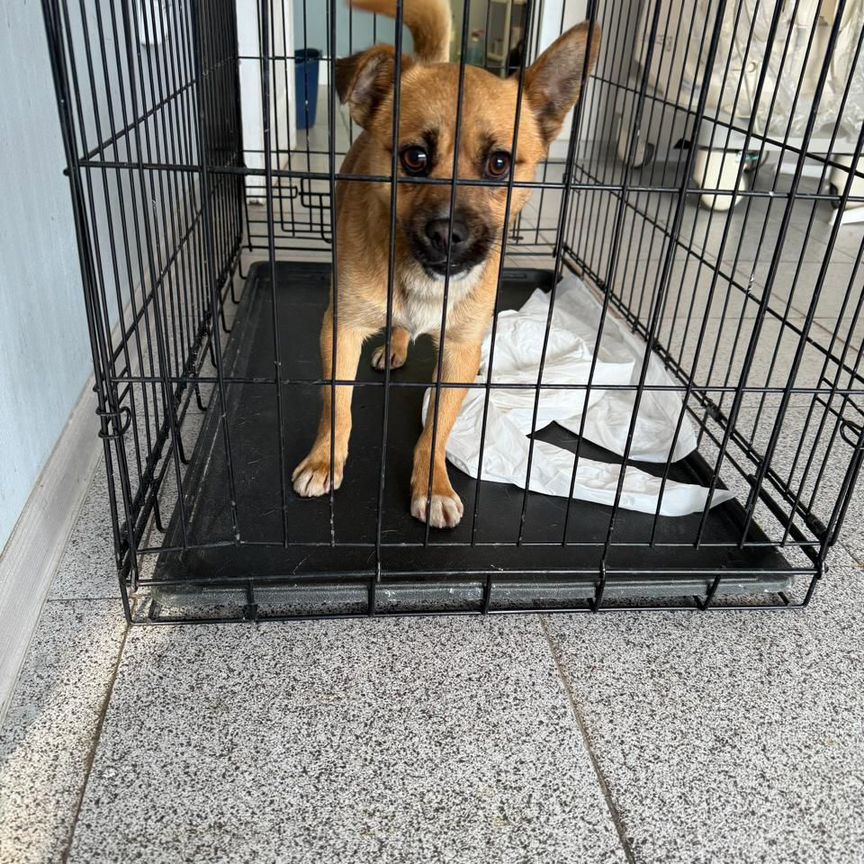 Собака в добрые руки