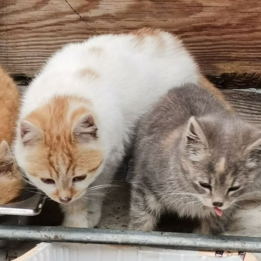 Котятам нужен дом
