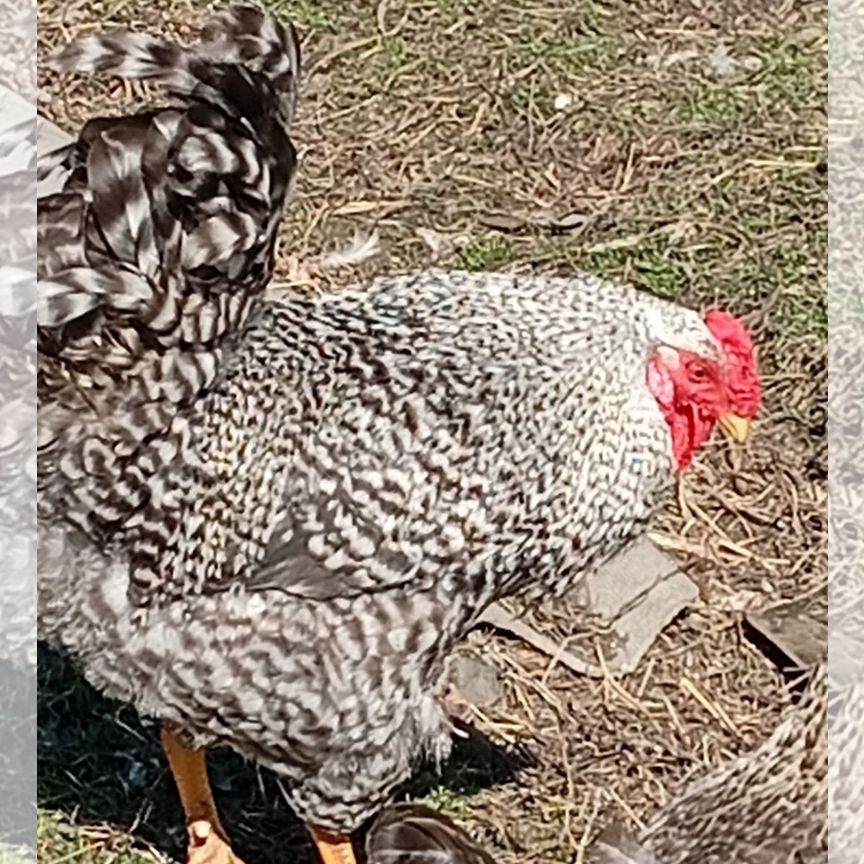 Петухи домашние