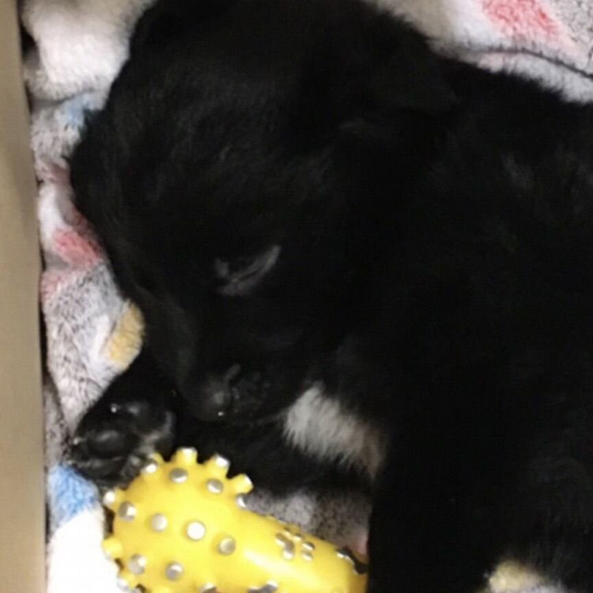 Щенок в добрые руки