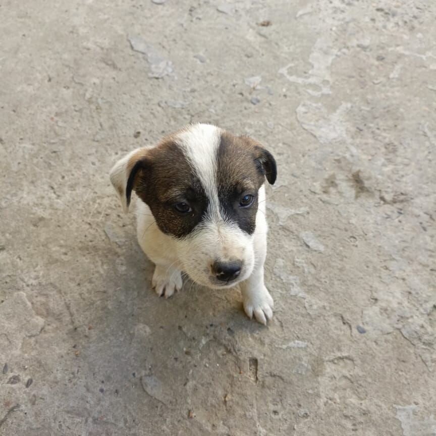 Щенки дворняжки в добрые руки