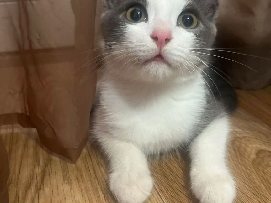 Котенок в дар бесплатно