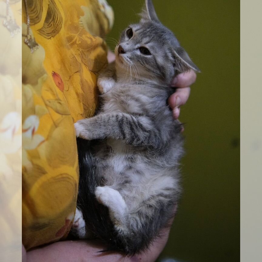 Котята в добрые руки бесплатно девочки