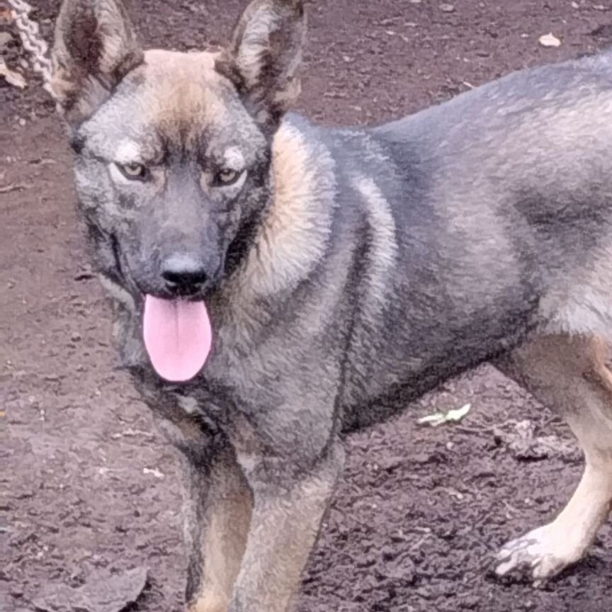 Наша Мухтарка ждёт новых хозяев