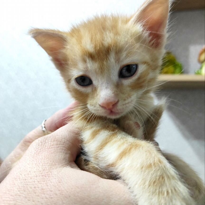 Отдам котят в добрые руки