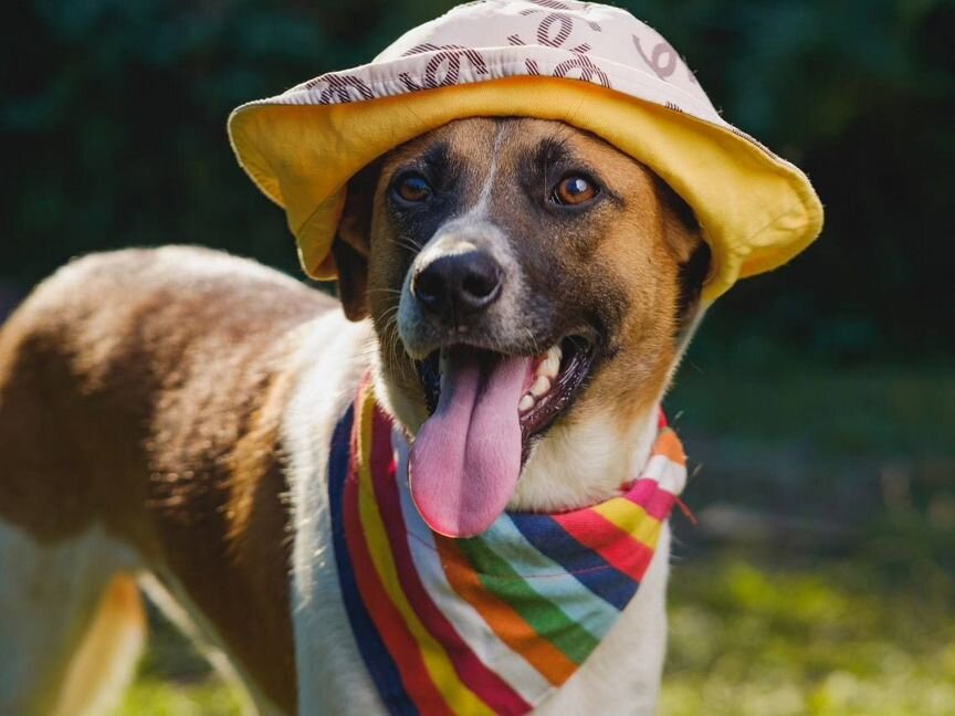 Собака в добрые руки