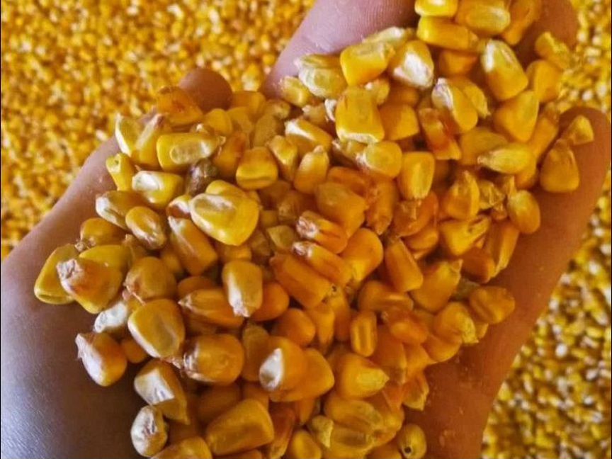 Горох, Фасоль на корм