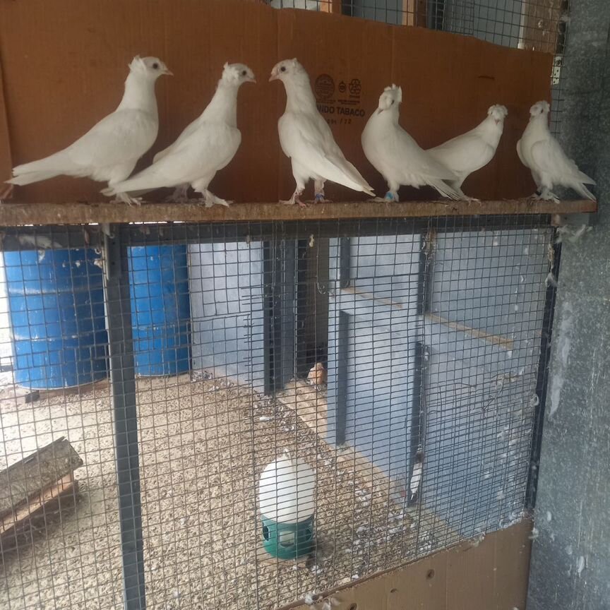 Голуби турецкая такла