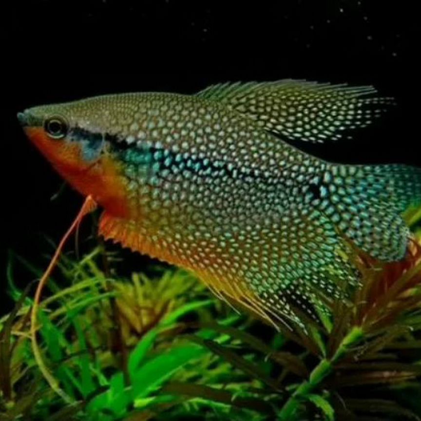 Нужен самец жемчужной гурами