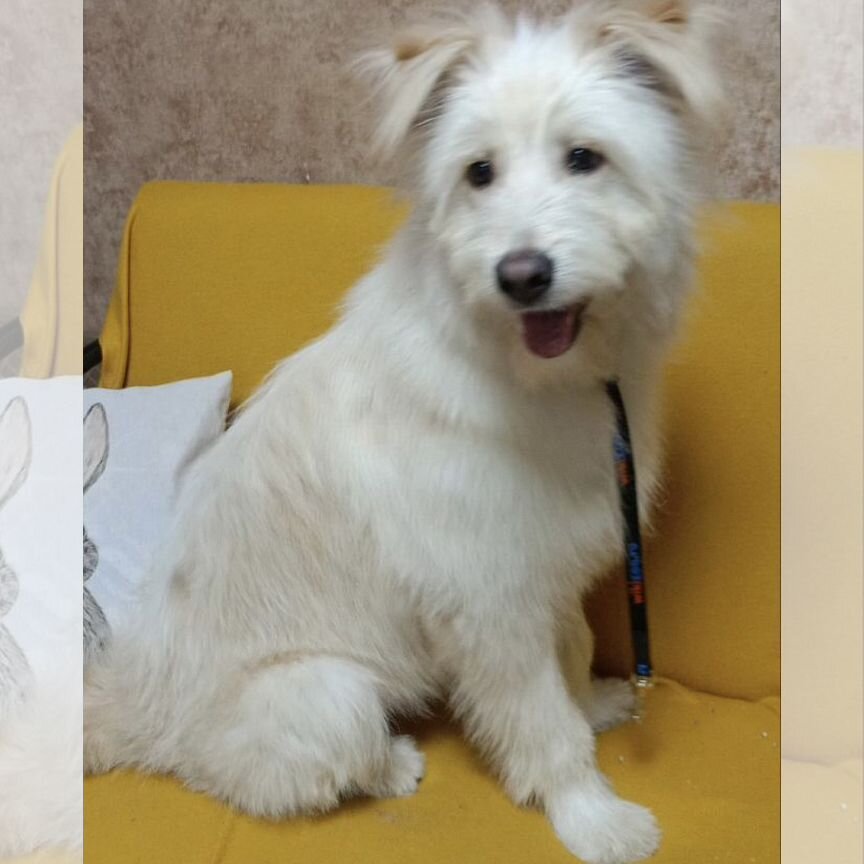 Щенок в добрые руки