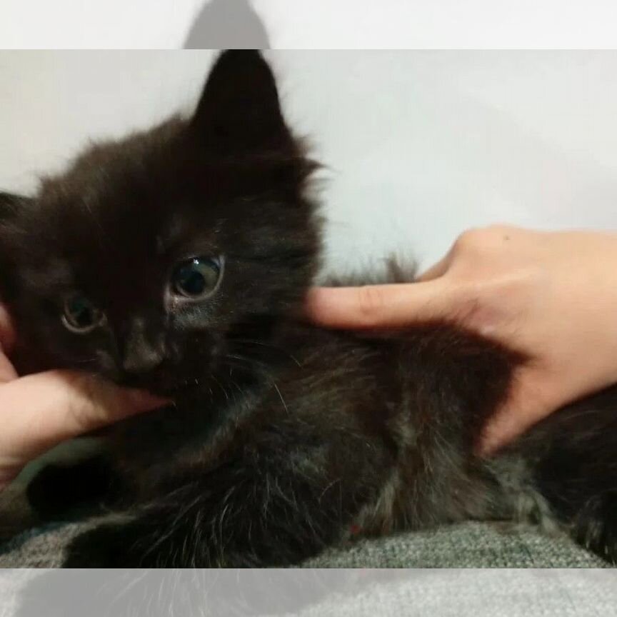 Котёнок в добрые руки