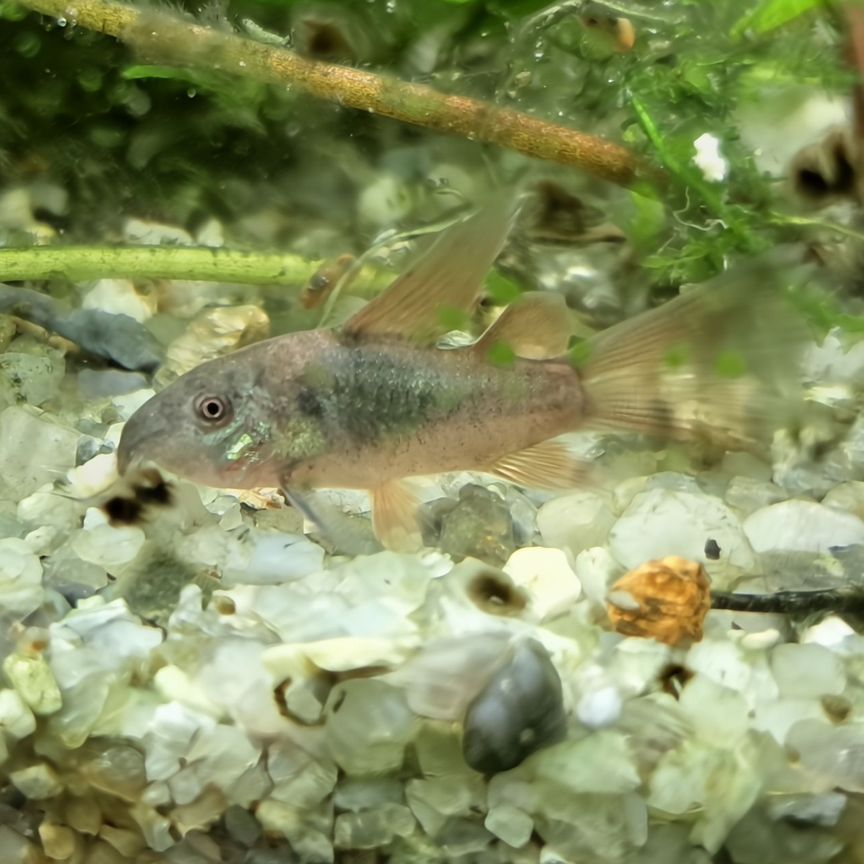 Аквариумные рыбки