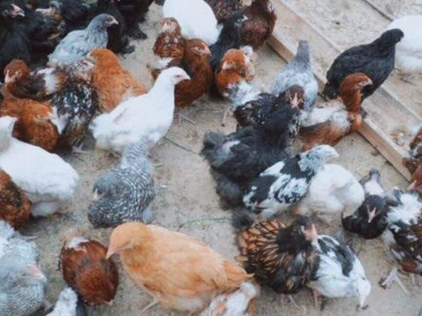 Куры молодки несушки