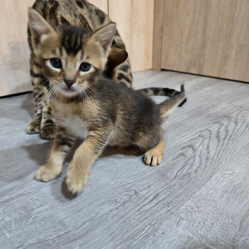 Абесинские котята