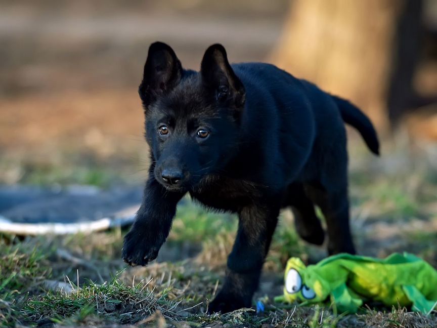 Овчарки -здоровые щенки черных служебных родителей