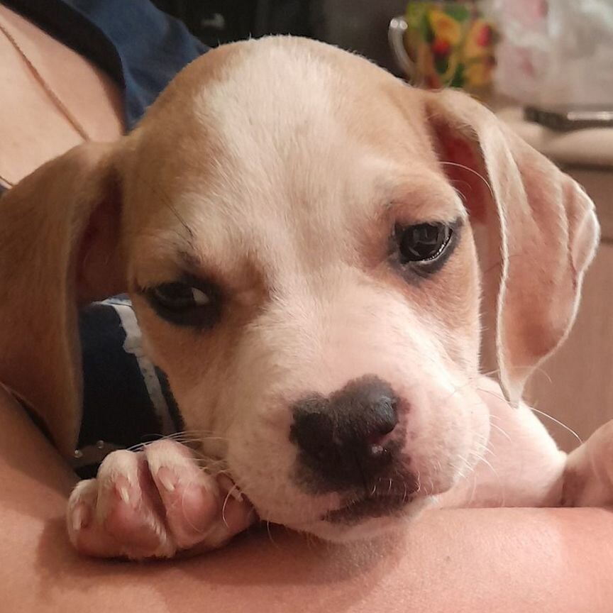 Американский стаффордширский терьер, щенок