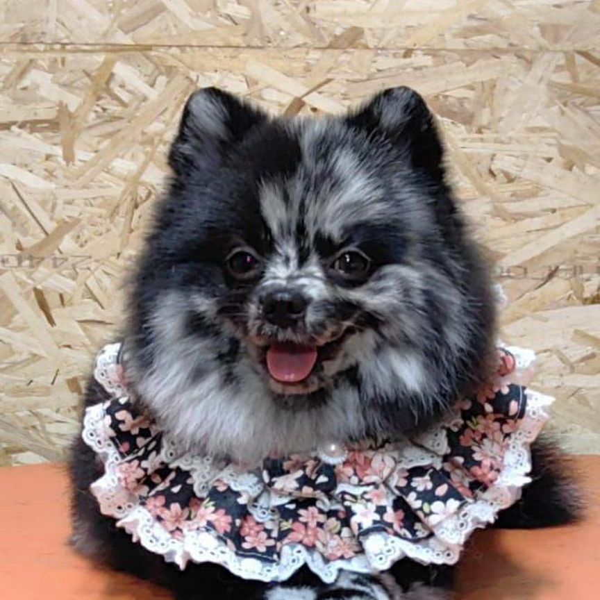 Продам мраморного шпица