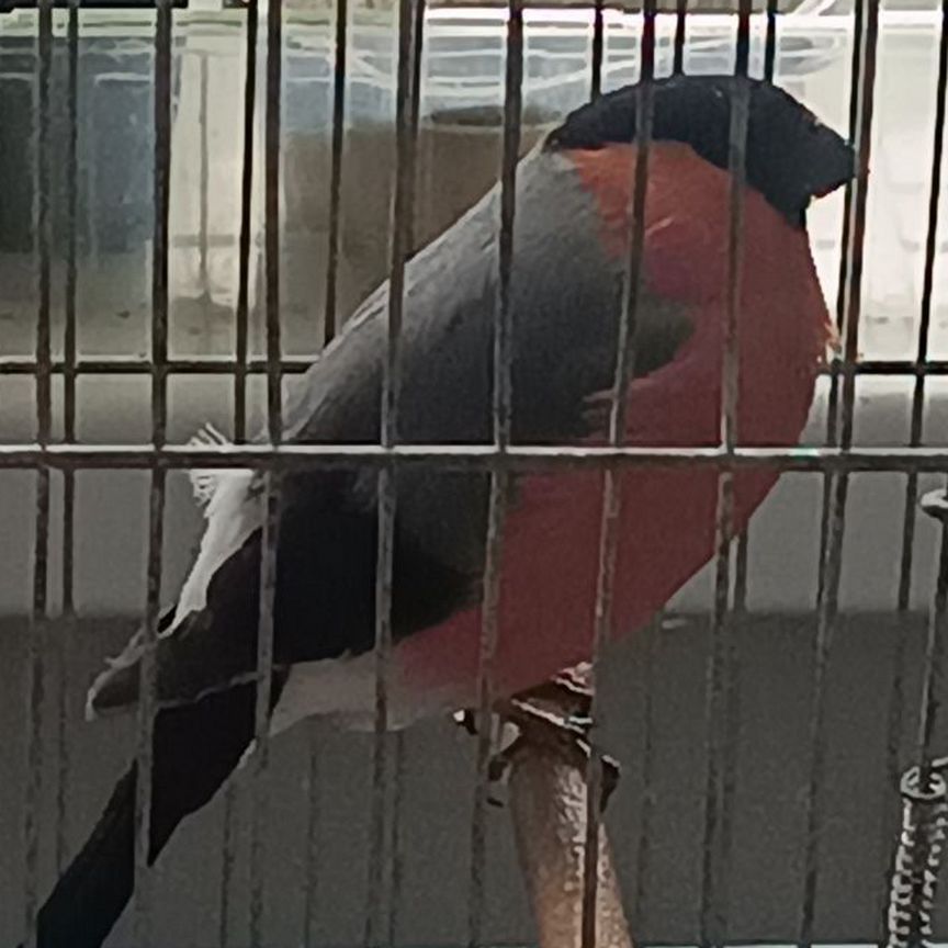 Снегирь птица