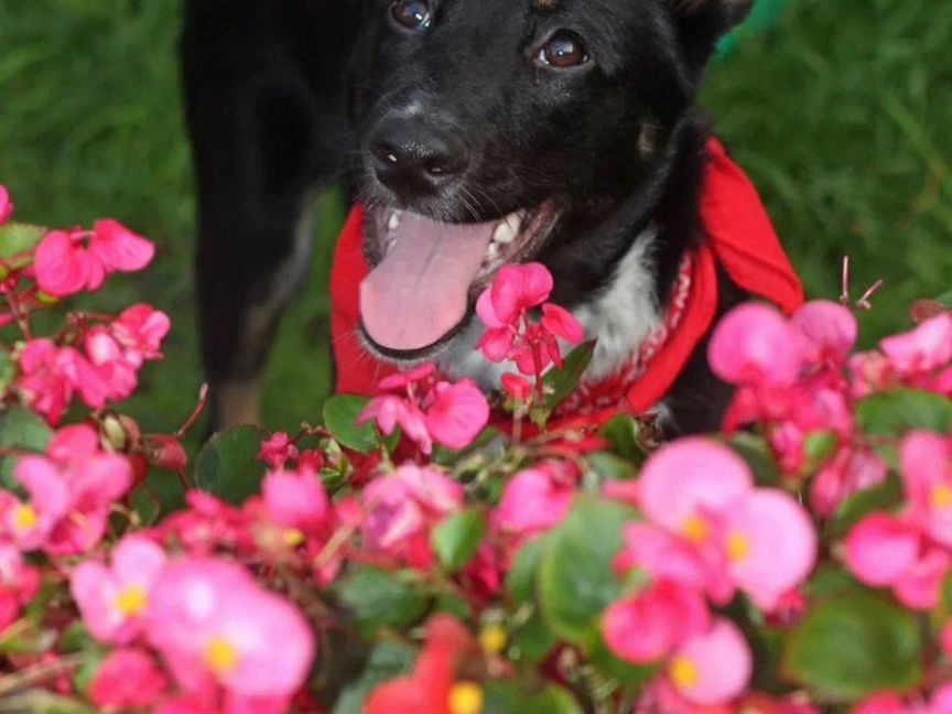 Самый добрый дом для Бэллы