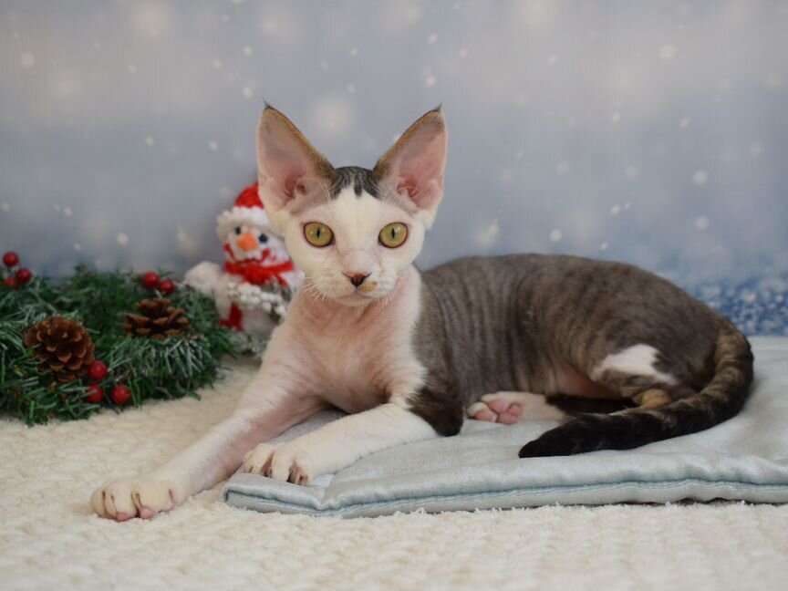 Котик девон-рекс
