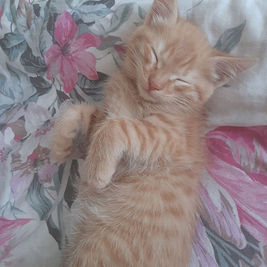 Отдам в добрые руки котенка