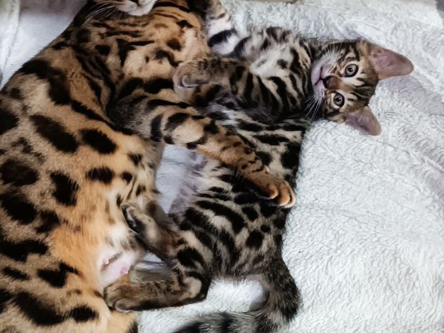 Бенгальская котик